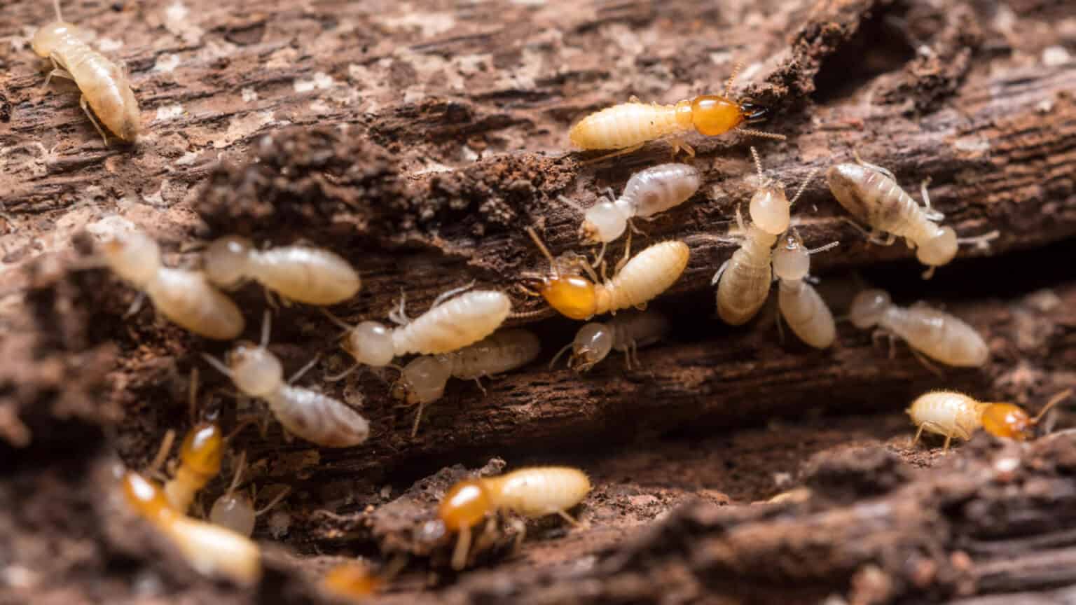 Fun Facts - The Myth Of The Mites | Diversified Energy